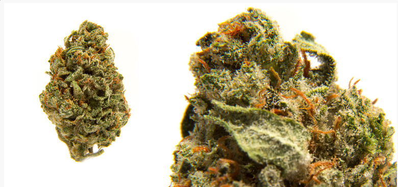 Dank of America - Vice Vibe